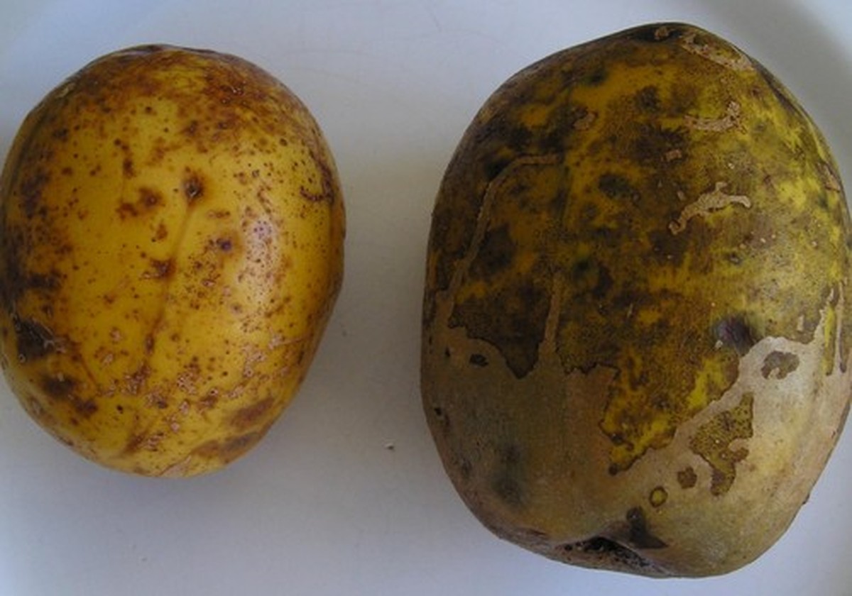 Cajá-manga: conheça a fruta e seus benefícios