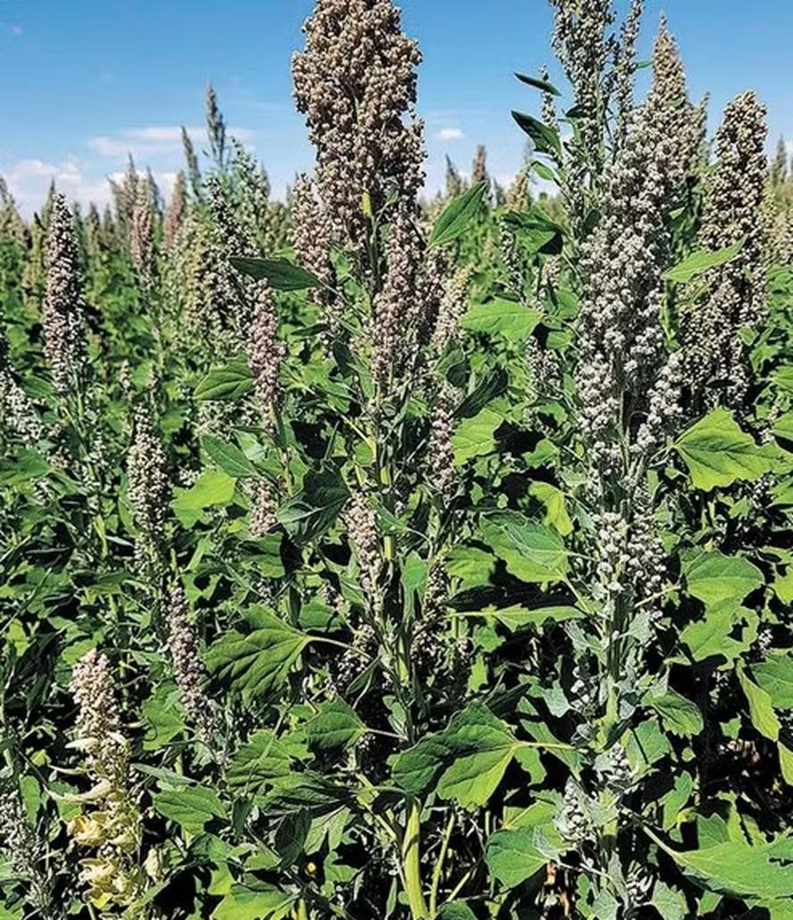 Quinoa 'tropical' do Brasil chega ao mercado externo