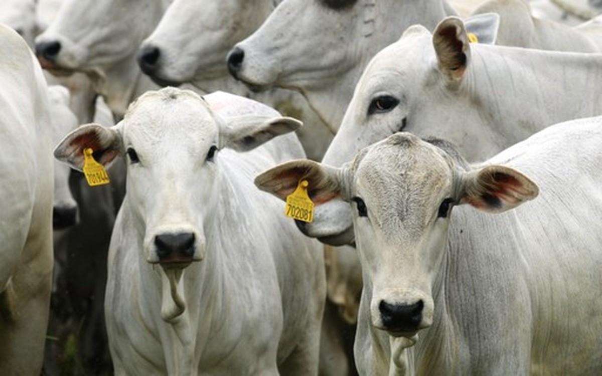 Onda de calor exige cuidados extras com o gado