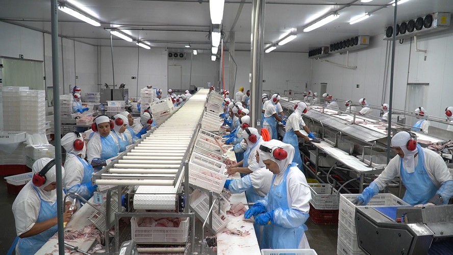 Para enfrentar tarifaço, Brazilian Fish congela tilápia que seria exportada