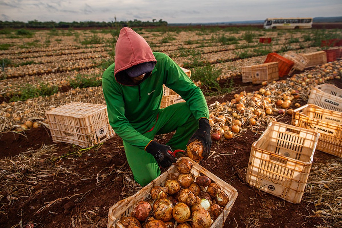 Por que a cebola está mais cara? Explicação começa no campo