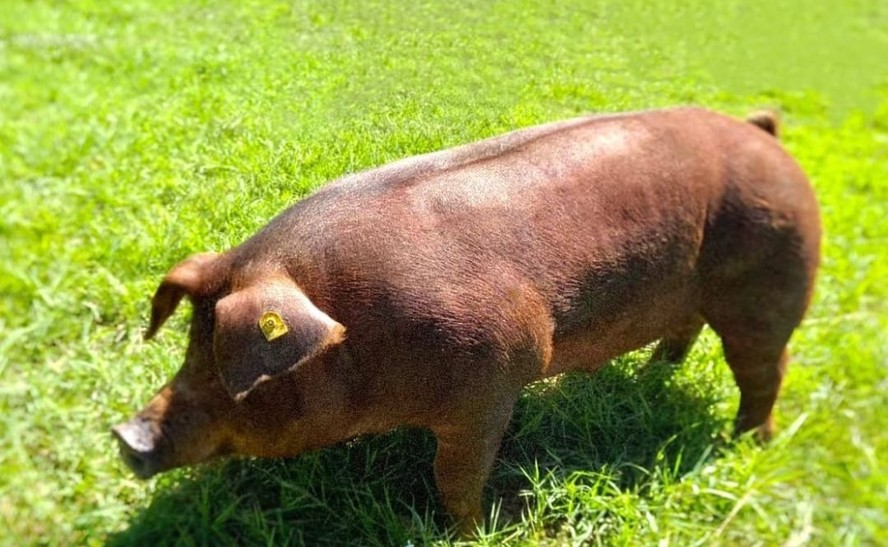 Você conhece o suíno Duroc? Carne da raça é vendida como produto gourmet