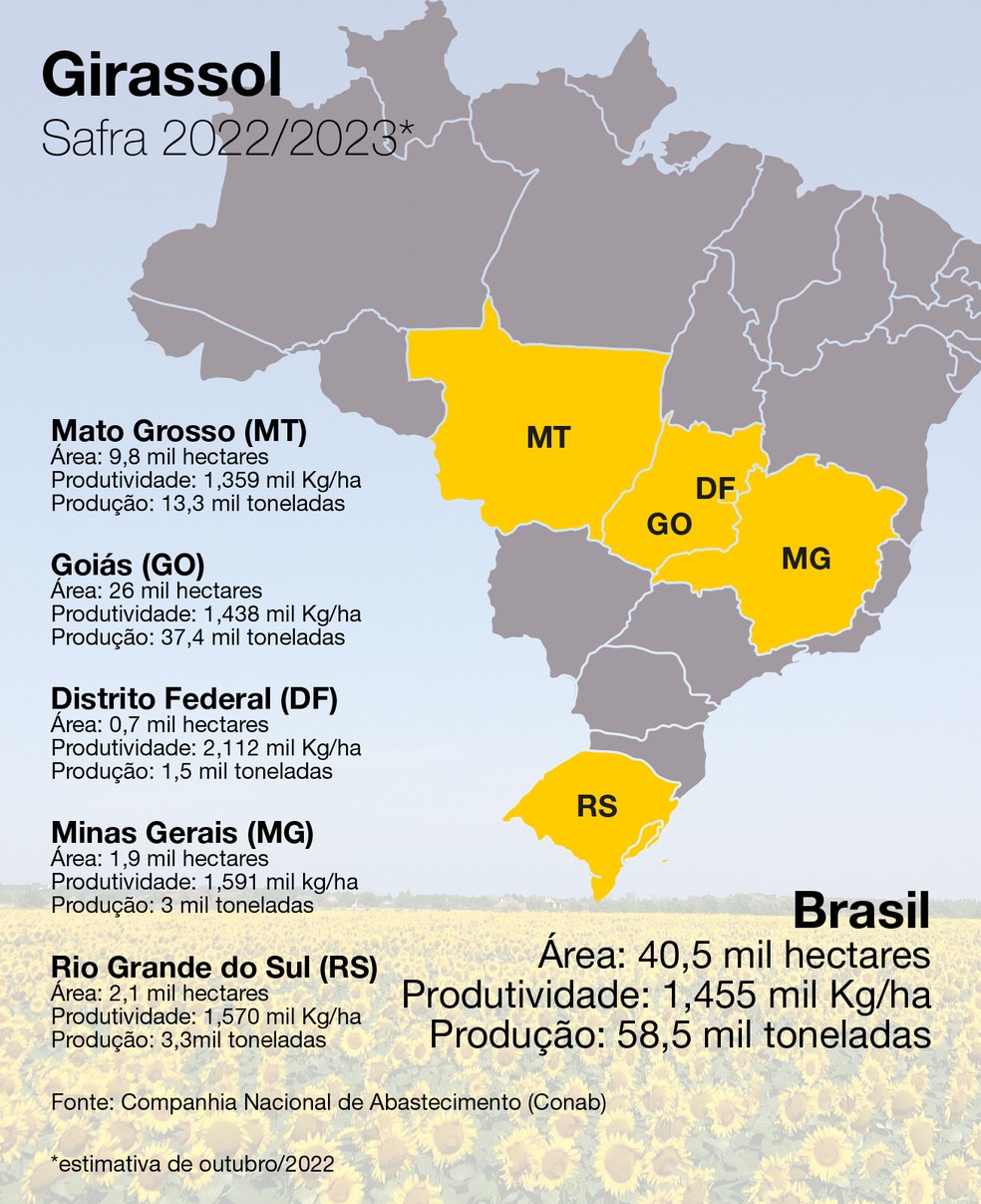Produção de girassol deve aumentar 42% no Brasil na safra 2022/2023