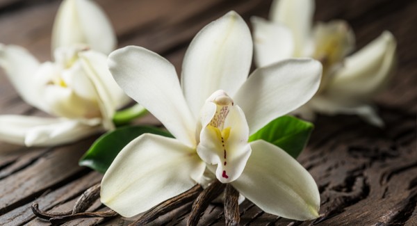 Veja quais são as flores mais cheirosas para perfumar a sua casa