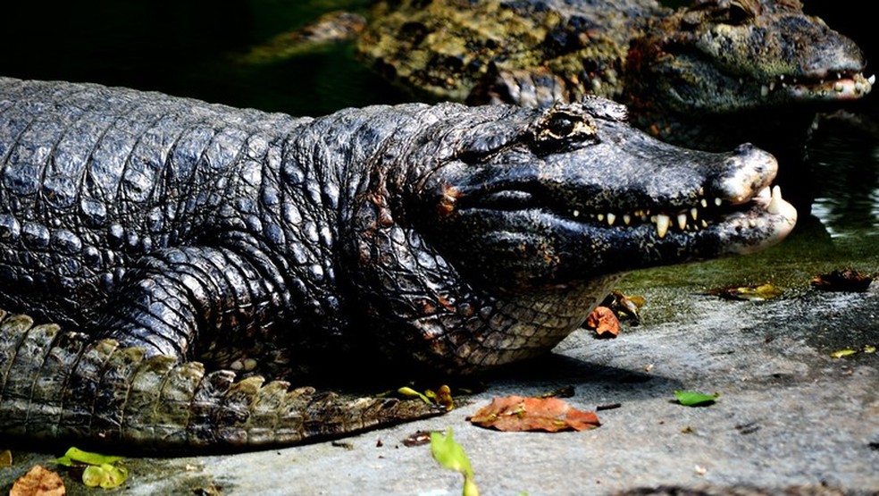 Maior rio do mundo? 8 recordes surpreendentes do Rio Amazonas