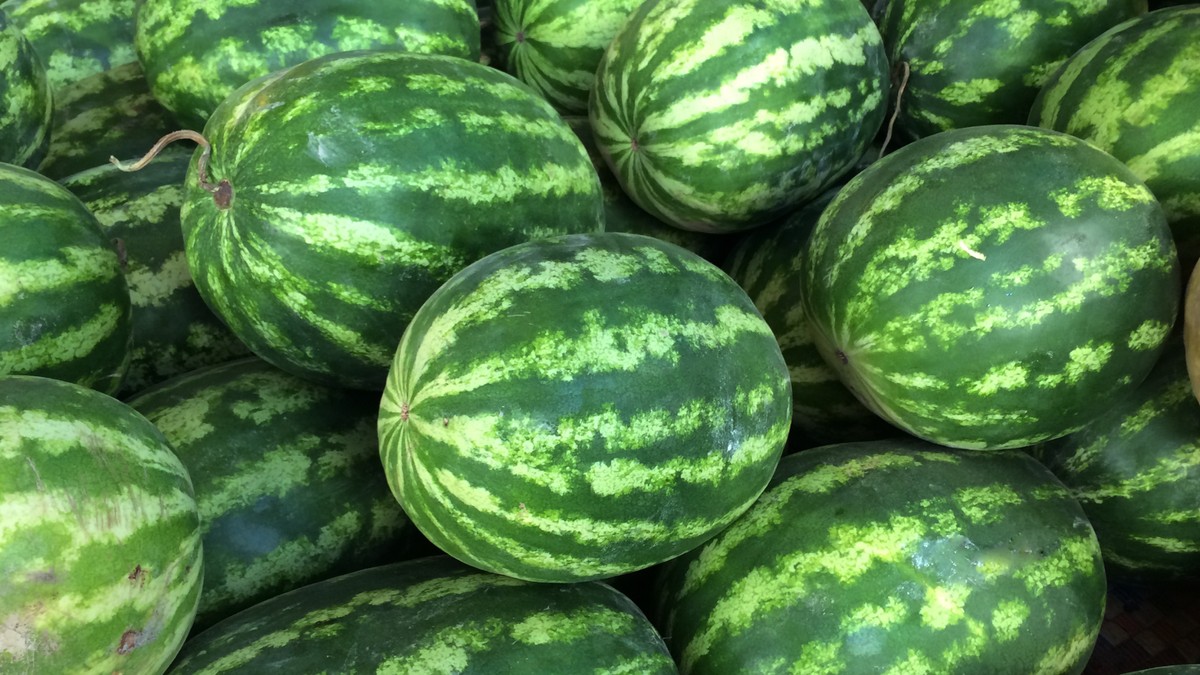 Preços da melancia disparam e se aproximam de R$ 1,50 o quilo ...