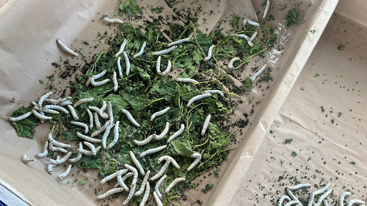 Como é feita a produção da seda, tecido mais cobiçado do mundo