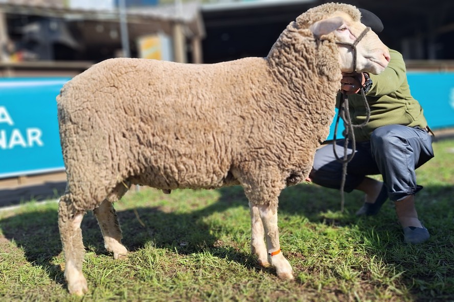 Ovinos Dohne Merino estreiam na Expointer
