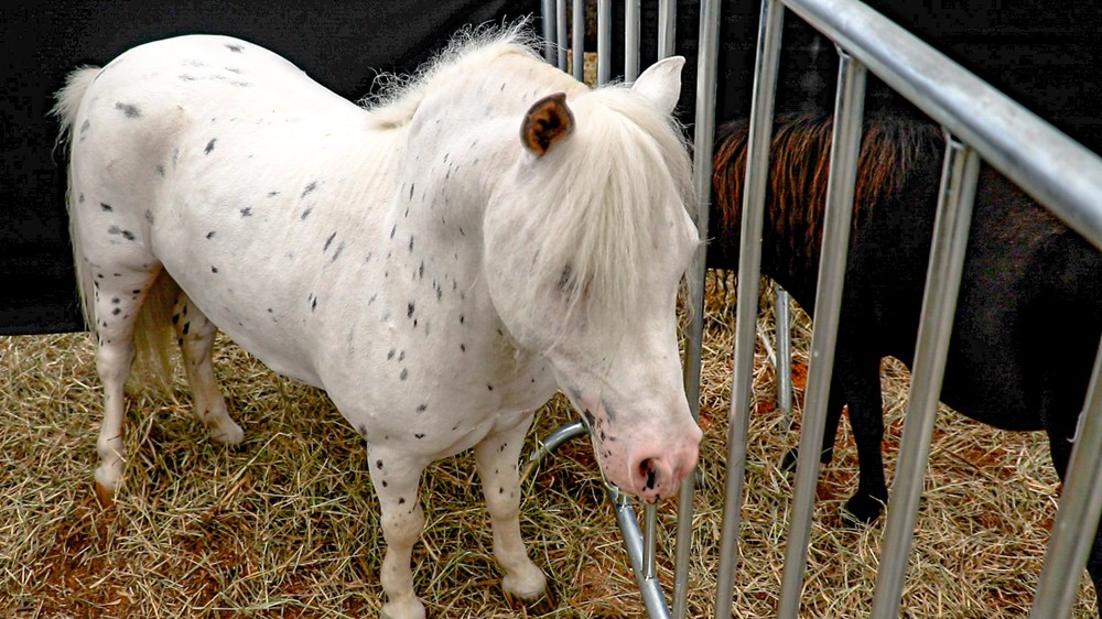 Pônei: saiba mais sobre esses animais carismáticos e lucrativos