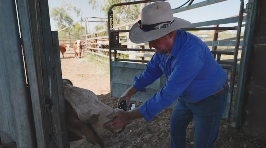 Pecuarista usa tecnologia da NASA para ‘farejar’ gravidez de vacas