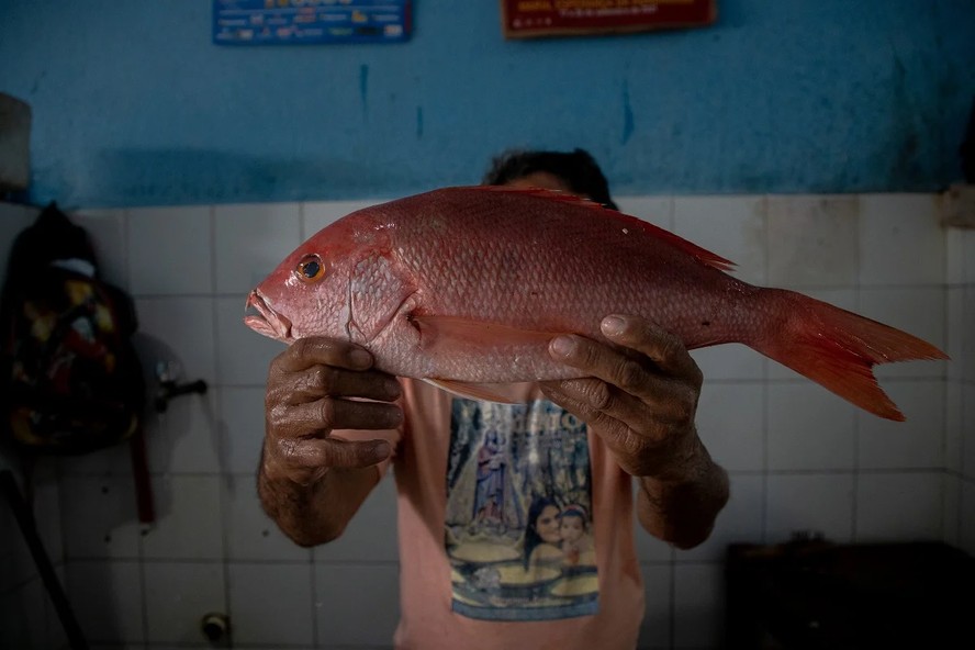 Pesca do pargo, peixe em extinção, é reaberta sem limite de captura