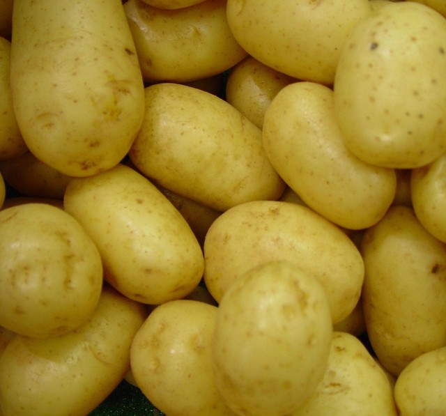 Embrapa lança variedade de batata indicada para plantio orgânico