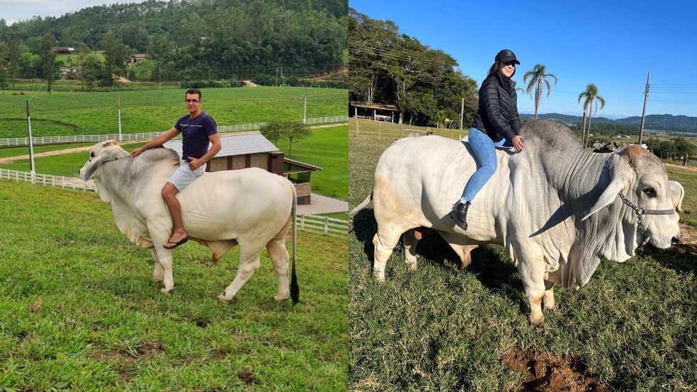 Mais de uma tonelada: como é a rotina do touro mais pesado do Brasil
