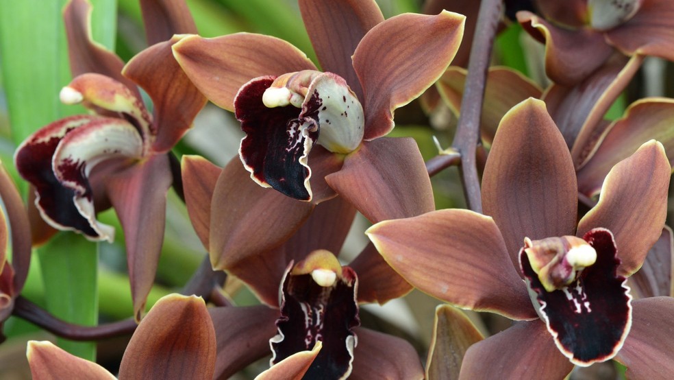 Qual o significado de cada cor de orquídea?