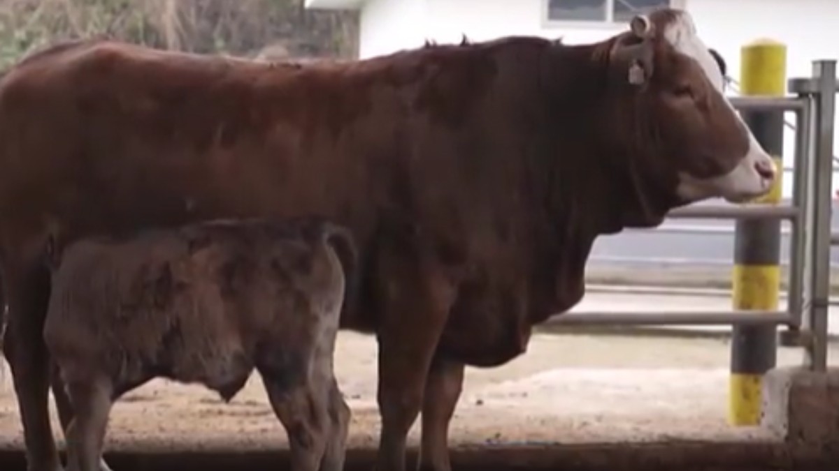 Cientistas chineses clonam raças de bovino em extinção pela primeira vez