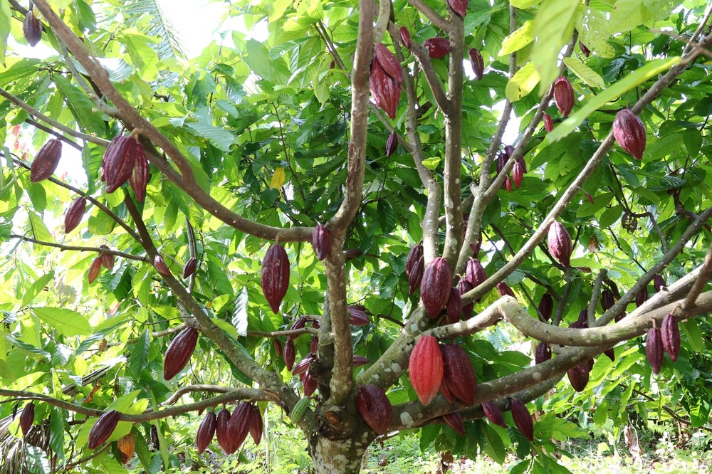 Cacau é fruta e sua árvore pode viver mais de 100 anos; veja curiosidades