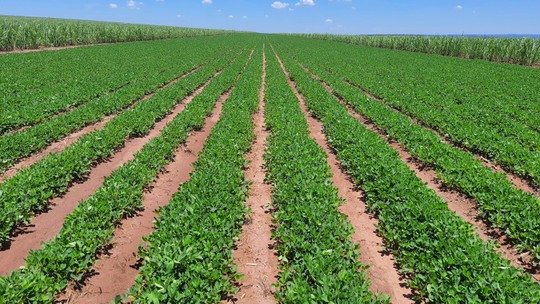 Preços baixos derrubam renda do agro e VBP cai 4,6%; ouça o comentário