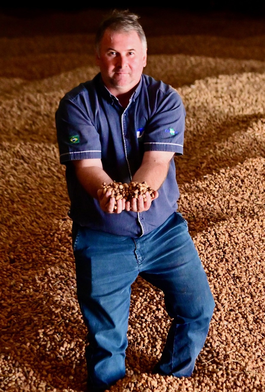 Em Mato Grosso, amendoim atrai produtores e investimentos