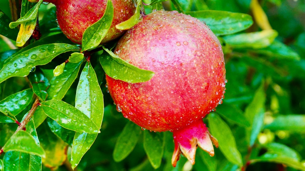 Como plantar romã em vaso a partir das sementes da fruta