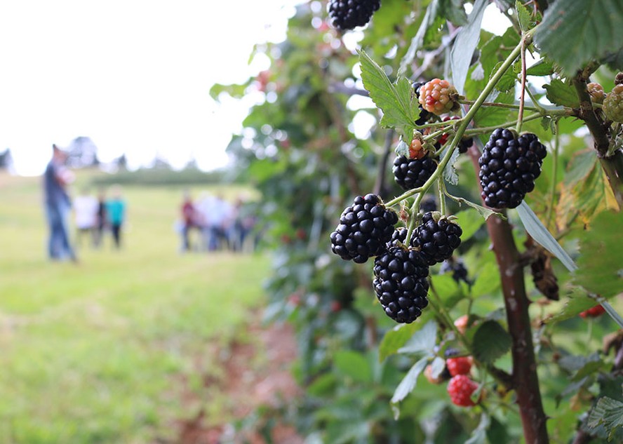 Nova variedade de amora é ideal para geleias e doces; conheça
