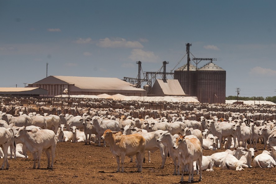 Agrobank, da Genial Investimentos, terá consórcio para aquisição de boi