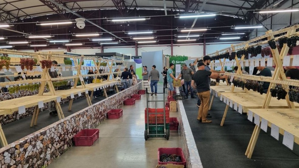 Festa da Uva 2024: tudo sobre o evento tradicional de Caxias do Sul