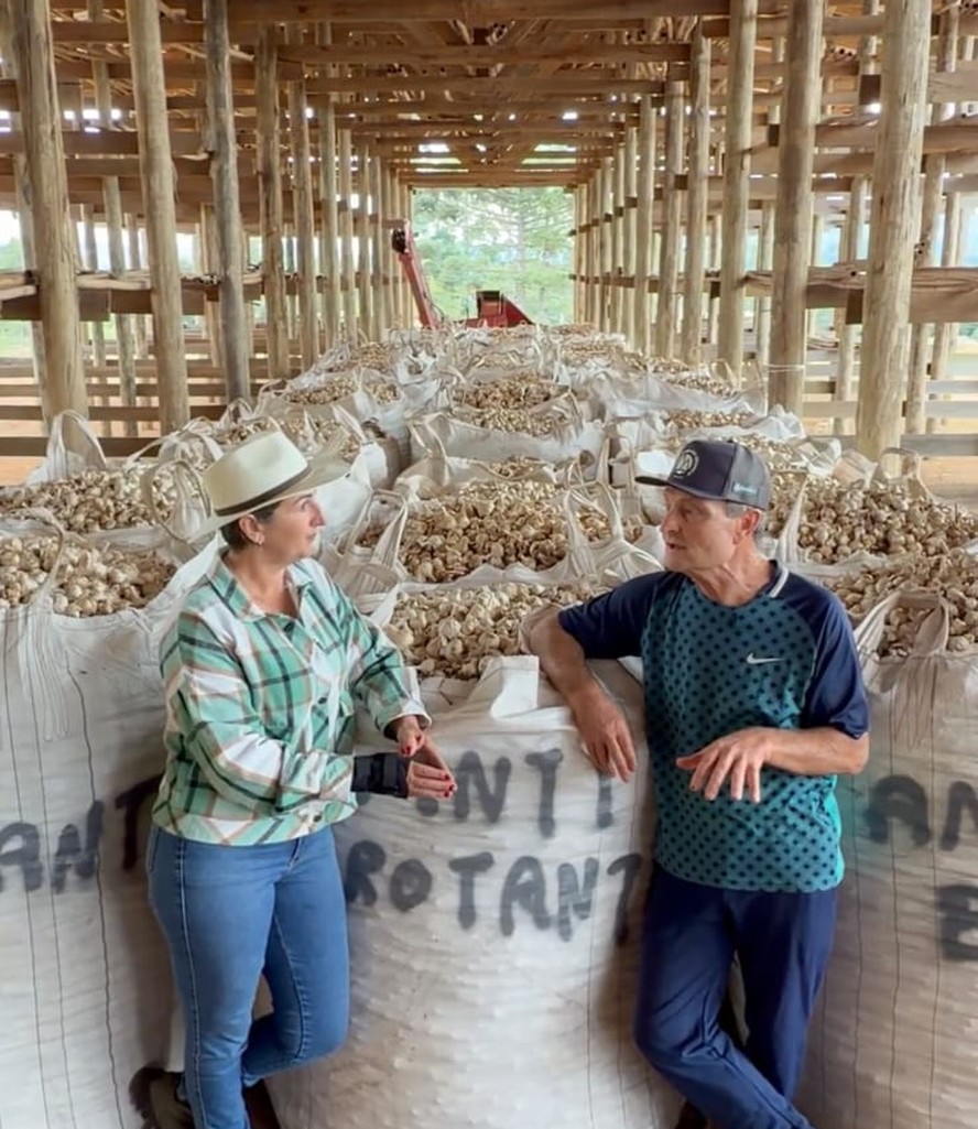 Alho importado ‘barato’ pressiona produtor, e plantio recua no Brasil
