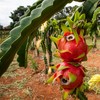 Quais tipos de pitaya existem? Conheça as variedades mais comuns