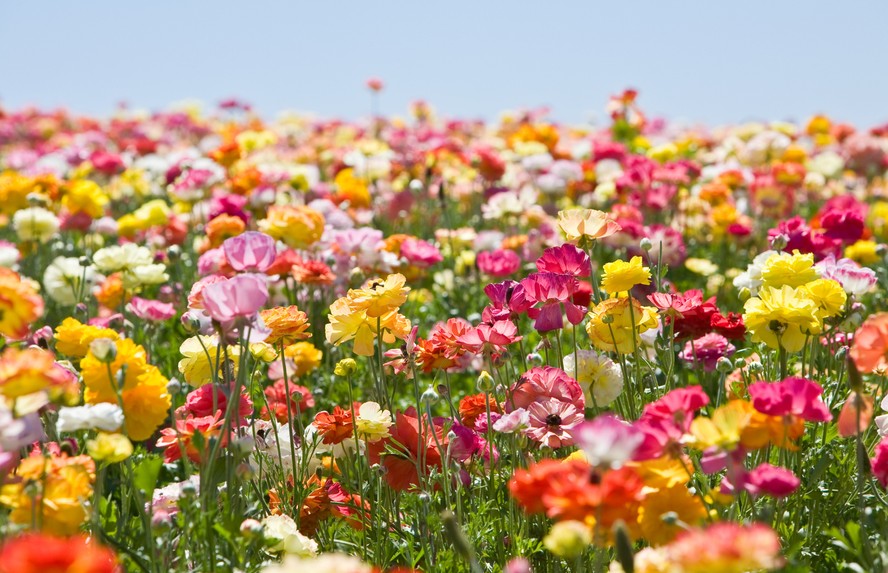 Primavera: 7 flores para plantar durante a estação