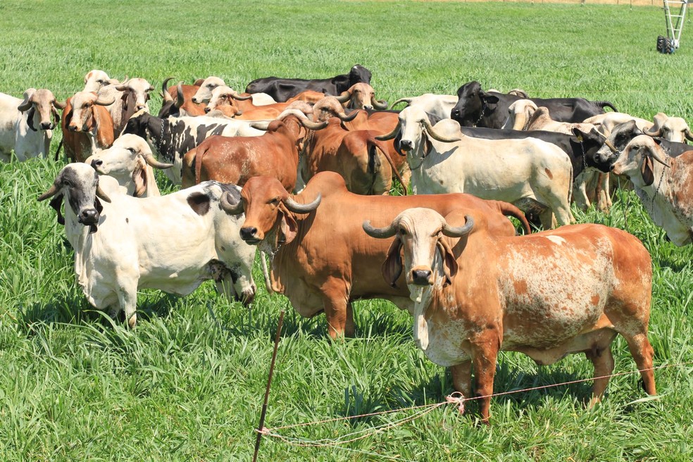 Raças de boi: conheça os principais bovinos para criação
