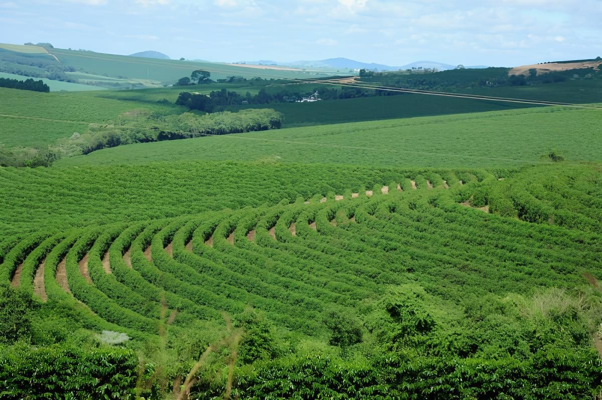 Onda de calor no Brasil piora formação de grãos de café e pode ...