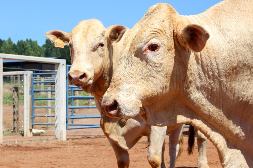 Touros da raça canchim terão selo para aprimorar cruzamento com vacas ...