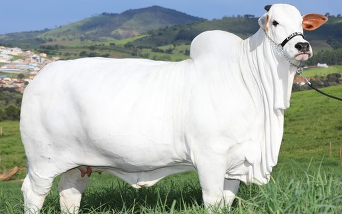 Vaca da raça nelore é avaliada em quase R$ 10 milhões