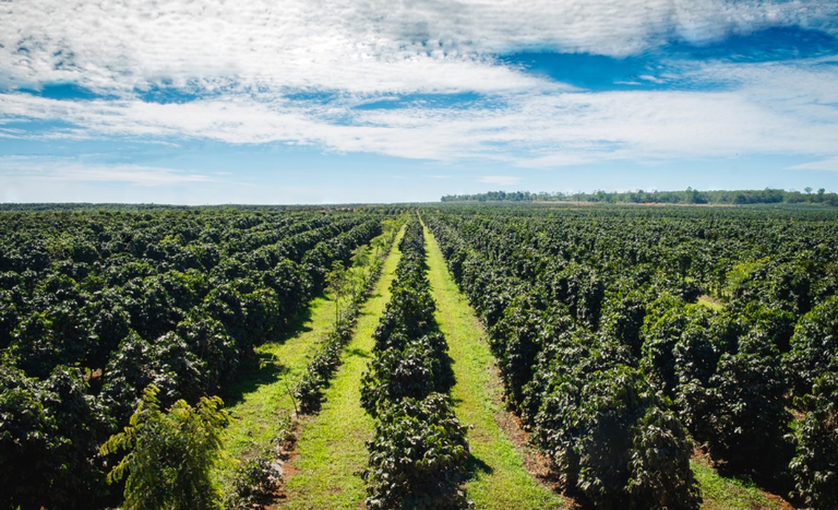 Rainforest Alliance lança certificação de agricultura regenerativa para ...