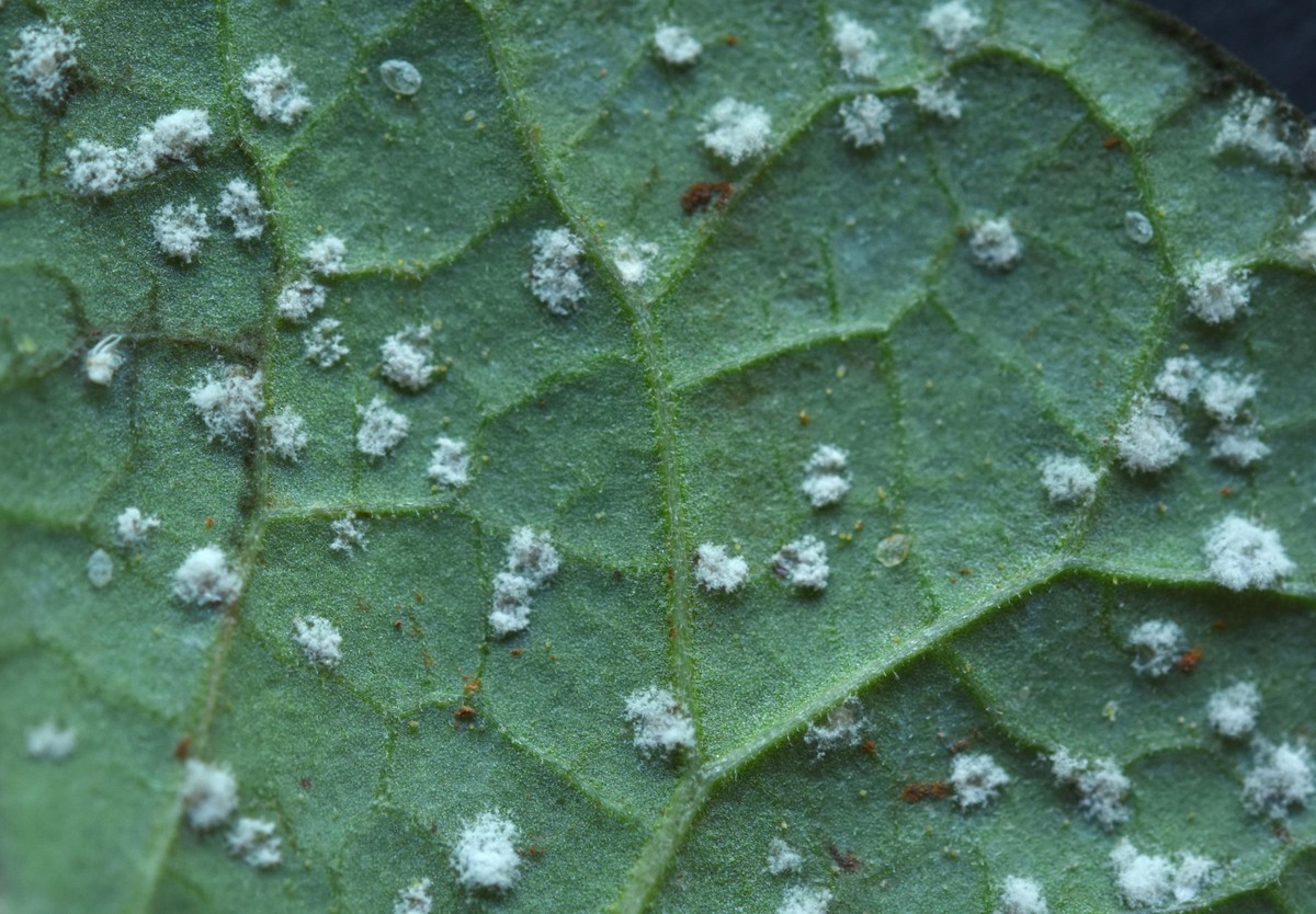 Mosca-branca: o que é, quais são as causas e como eliminar
