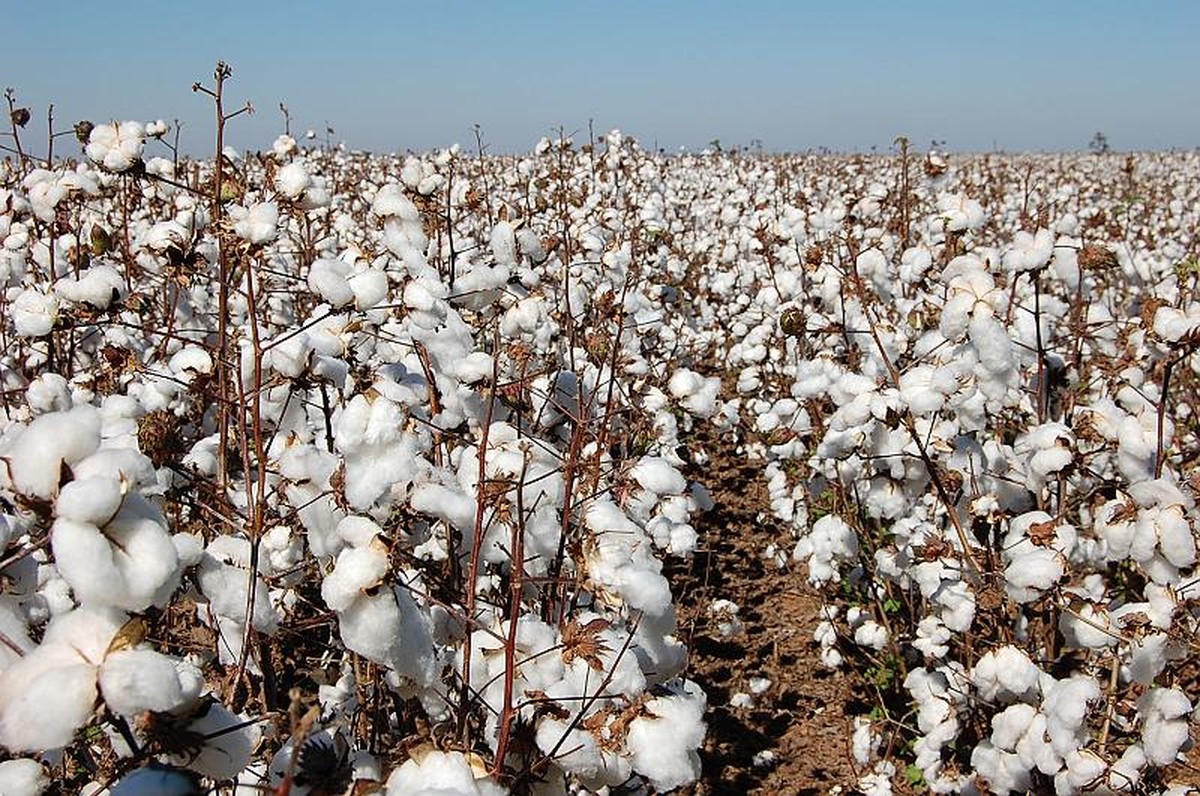 Preços Do Algodão Caem Para Níveis De Novembro Diz Cepea
