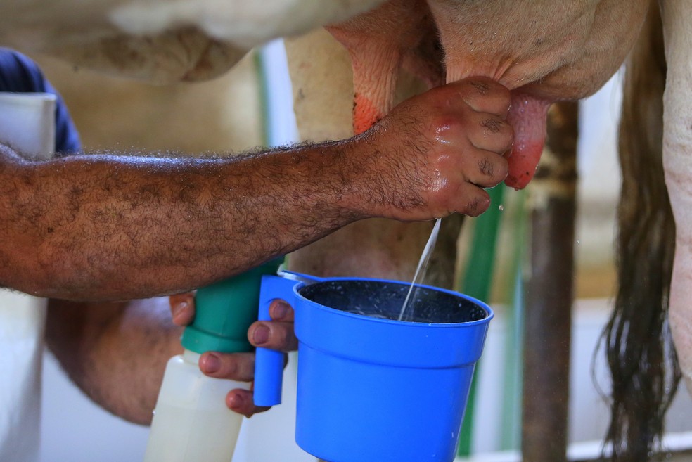 Conheça Dez Práticas Para Garantir A Higiene Na Ordenha