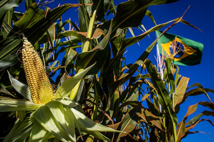 Estimativa do Imea para milho em MT é mantida em 46,41 mi t