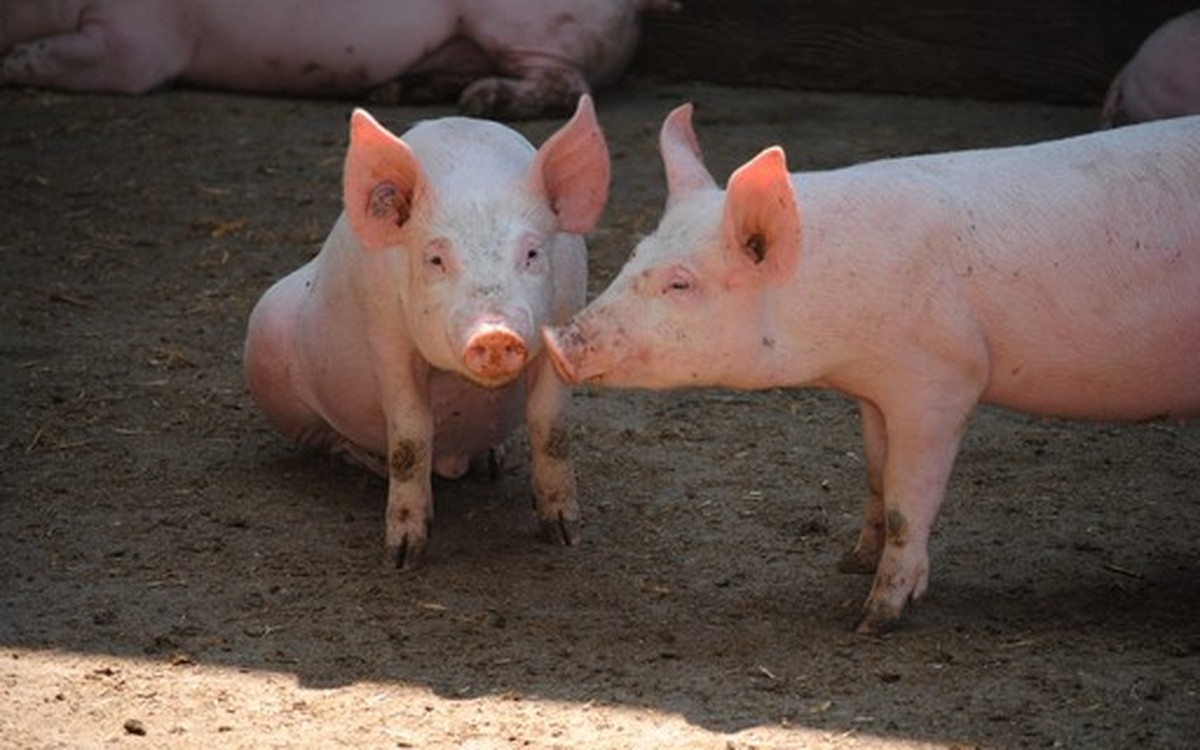 CBN Agro: Brasil bate recorde em vendas de carne suína