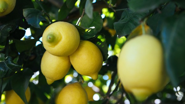 Quais tipos de limão existem? Conheça as principais variedades