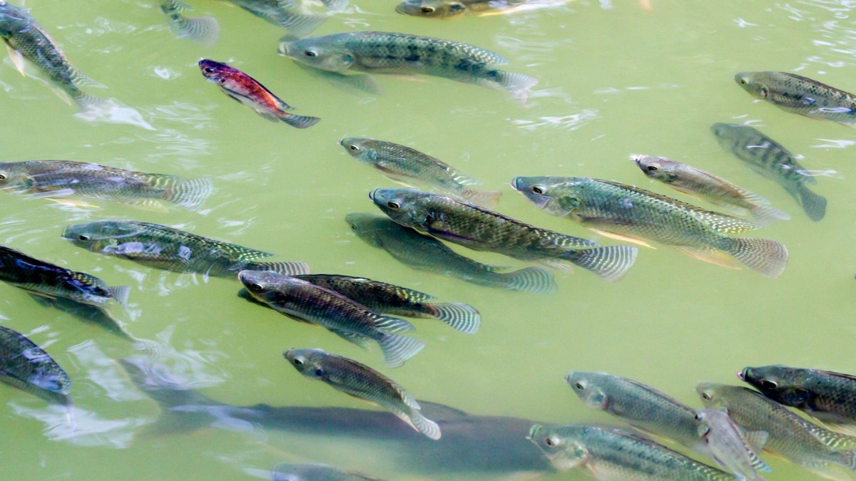 Produção de peixes no Brasil cresceu em 2024 e chegou perto de 1 milhão ...