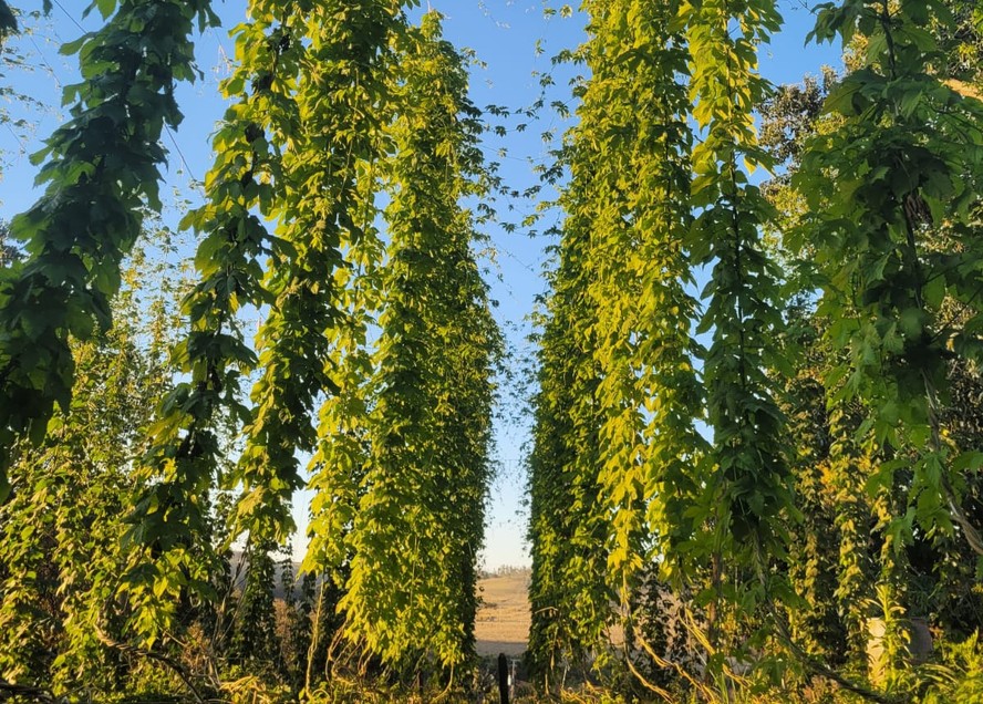 Clima favorece, e cultivo de lúpulo avança no Estado de São Paulo