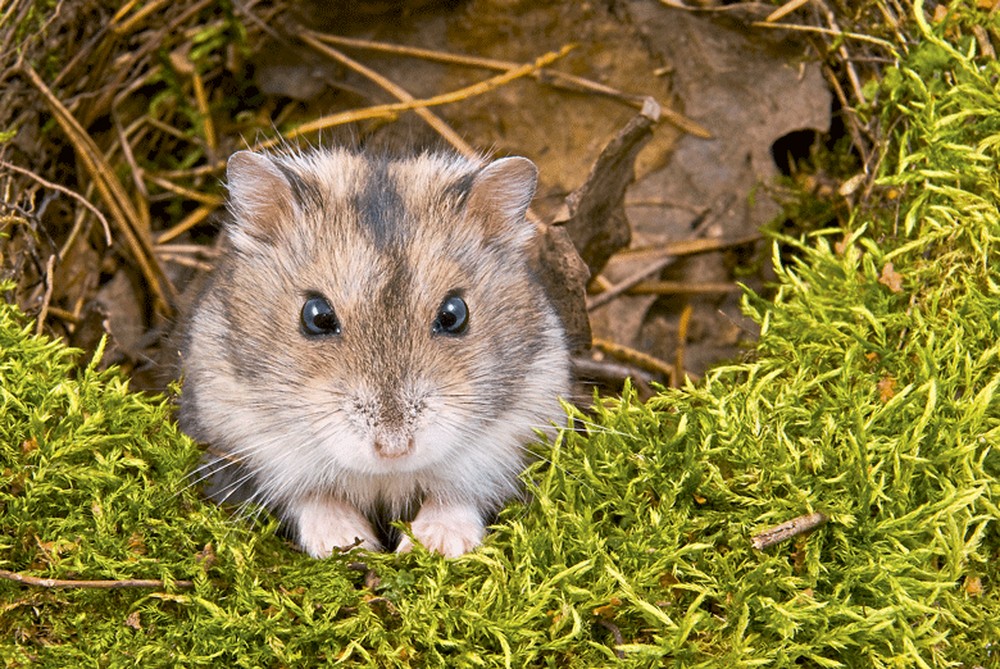 Hamster: tudo o que você precisa saber para ter um roedor em casa
