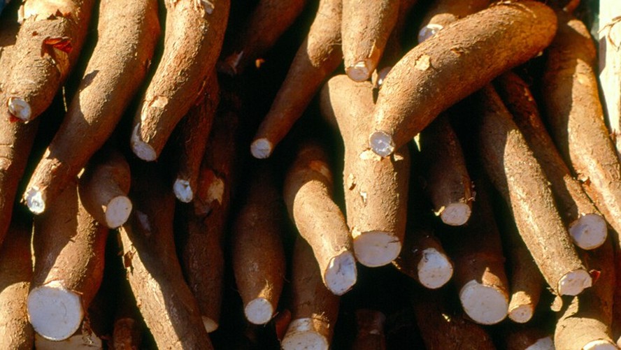 Preço da mandioca alcança o maior nível em 14 meses