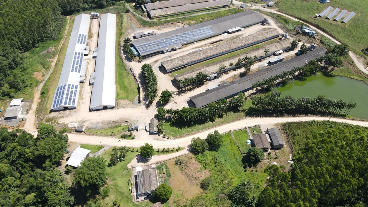 Energia solar está presente em 70% das granjas da Seara no Brasil