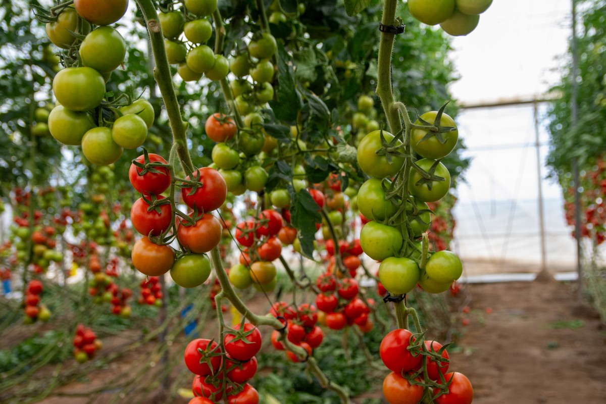 Características de produção aproximam cultivo de tomates do Brasil e da ...