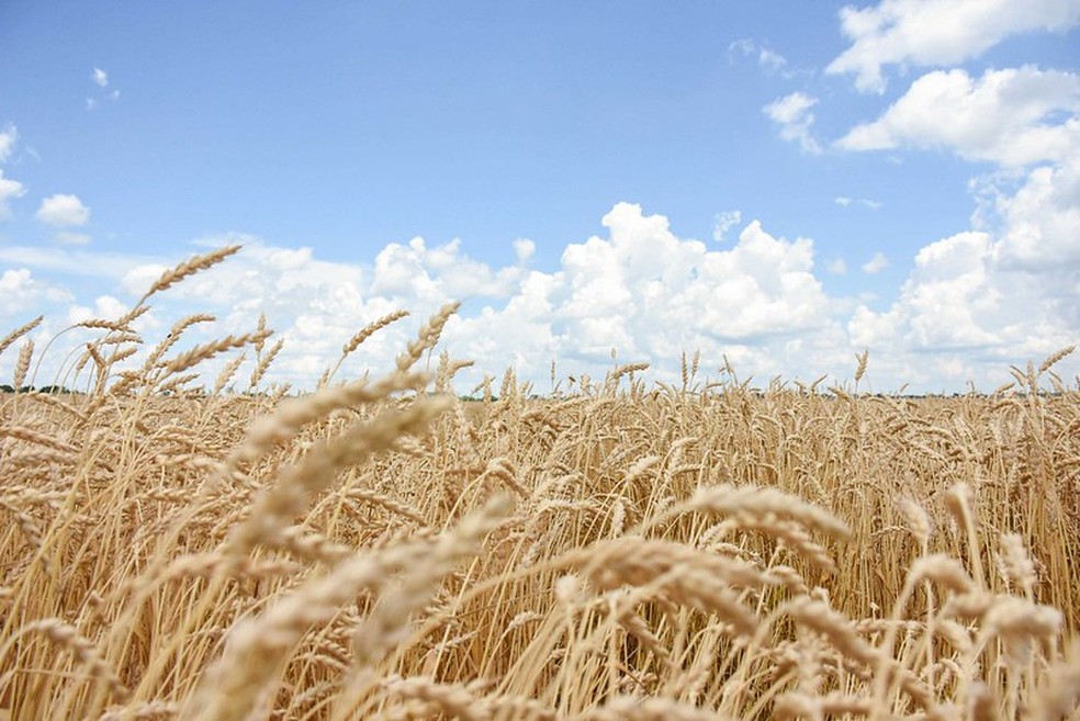 USDA corta previsão de safra de soja no mundo e nos EUA