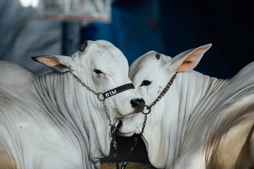 Boi zebu: tudo sobre a raça bovina mais criada no Brasil