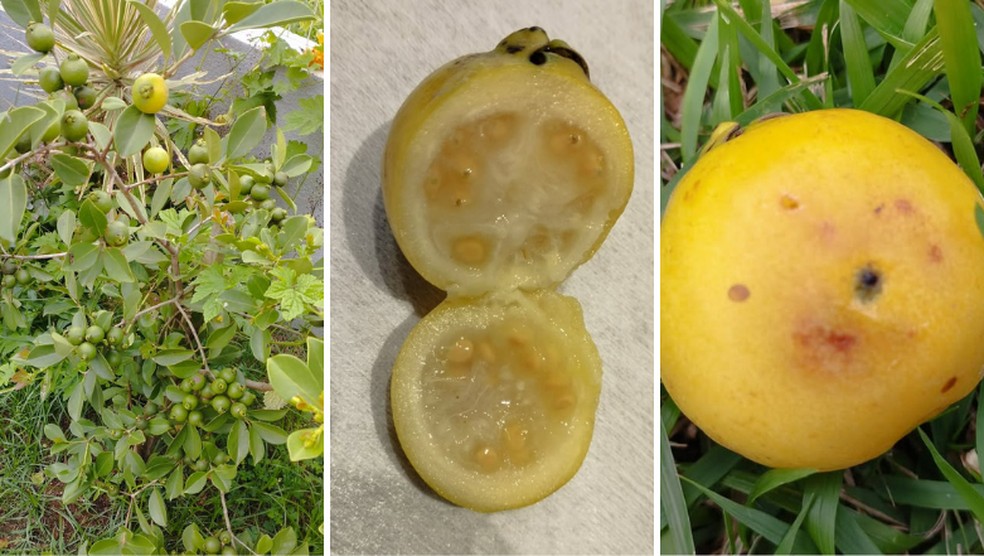 O que fazer para ter frutos de araçá maduros e sem defeitos? GR Responde