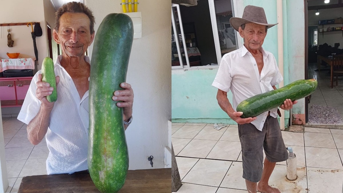 Pepino gigante surpreende agricultor de 85 anos em SC: 'Nunca vi algo ...